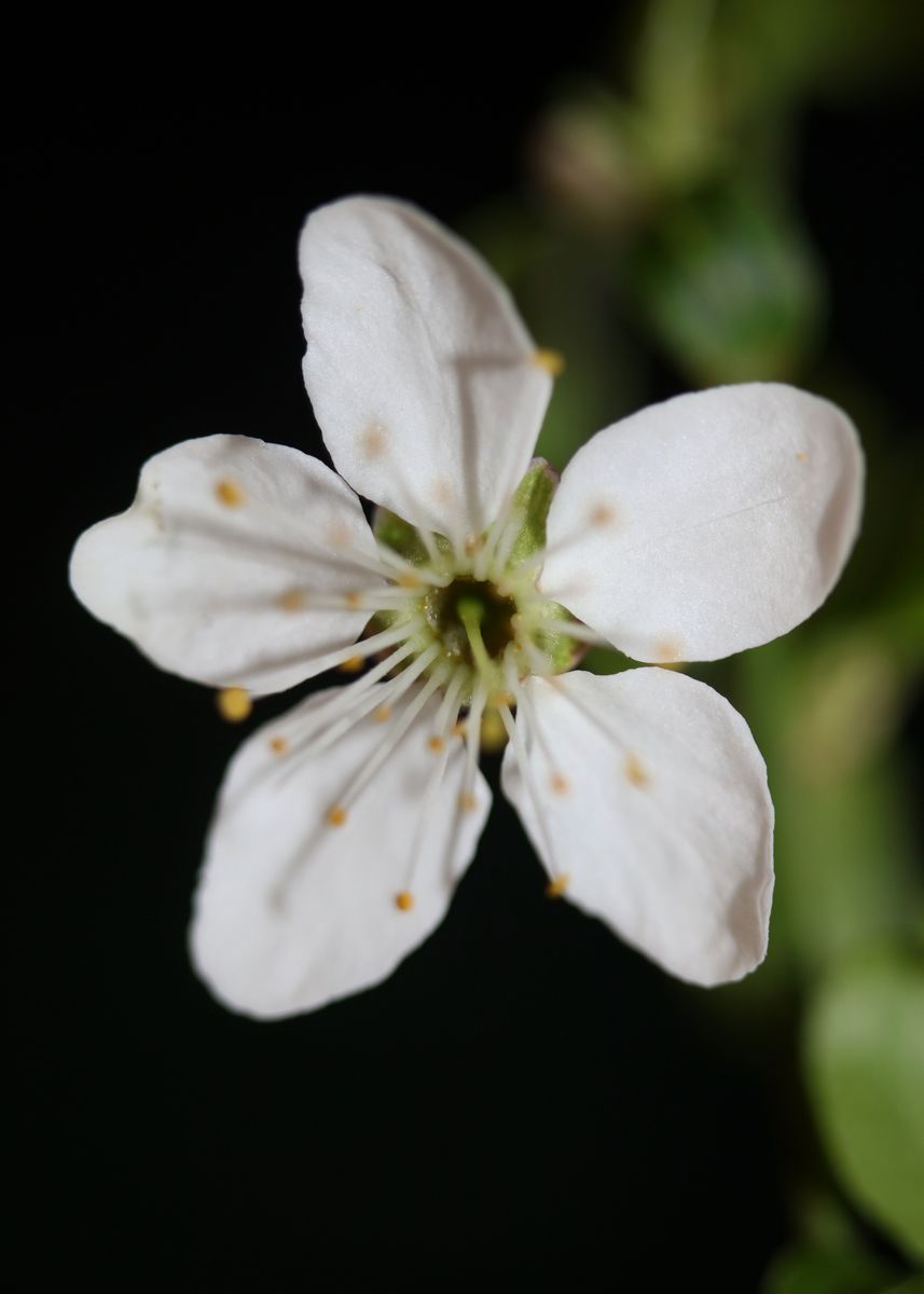 'Prunus flower Rosaceae' Poster, picture, metal print, paint by ...