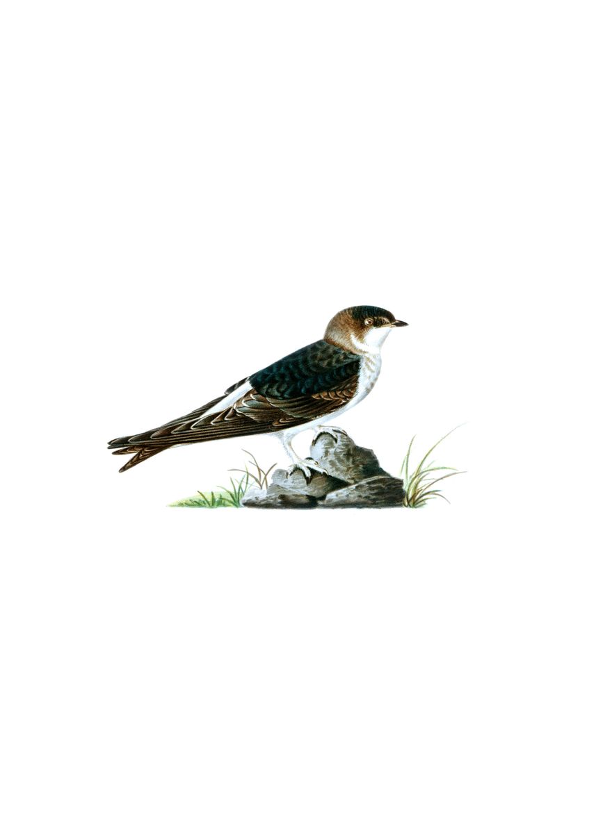 'Young Common House Martin' Poster by Holy Rock Design | Displate