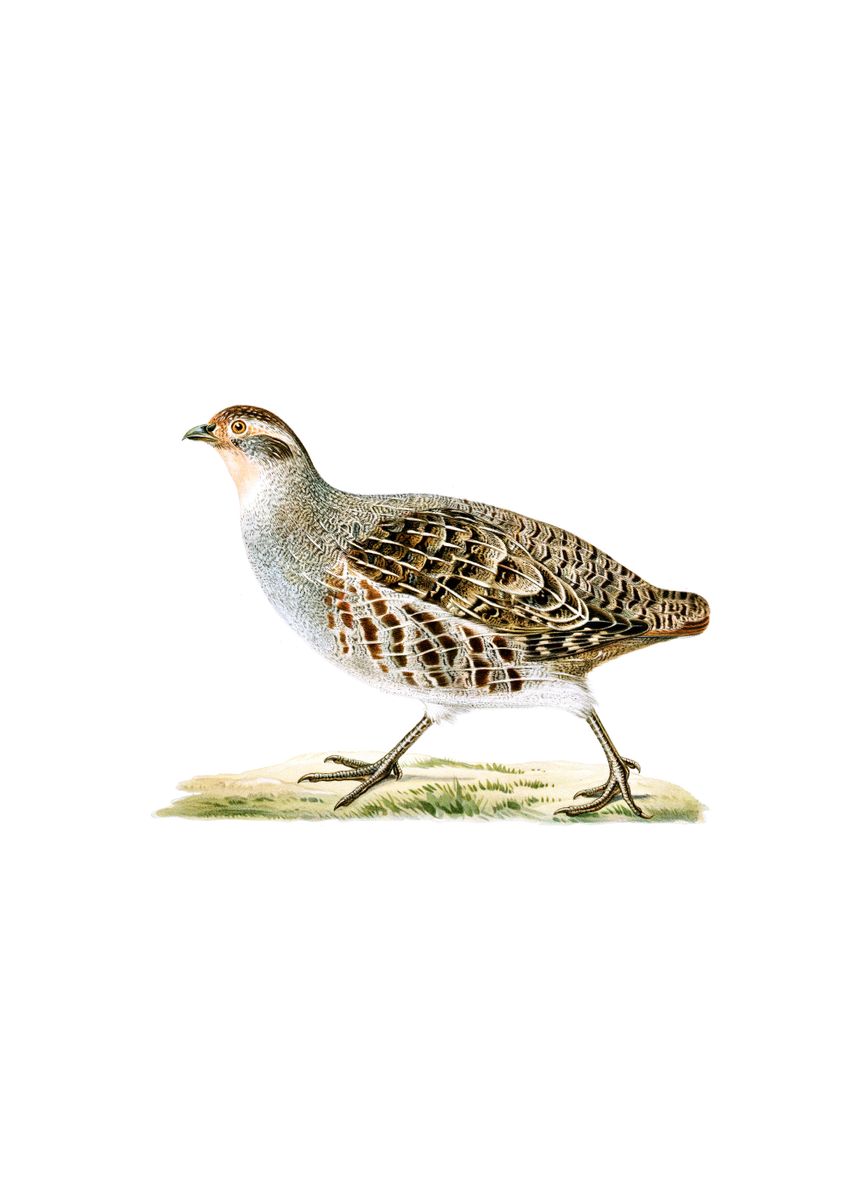 'Grey Partridge Bird' Poster, picture, metal print, paint by Holy Rock ...