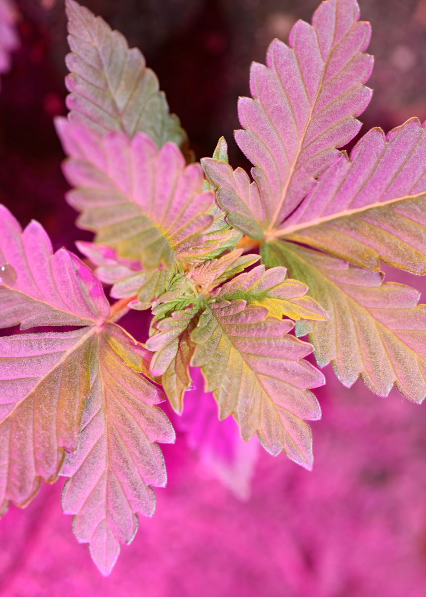 'Marihuana leaves close up' Poster, picture, metal print, paint by ...