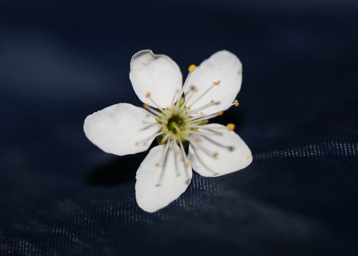 'Prunus flower Rosaceae' Poster by BakalaeroZz Photography | Displate