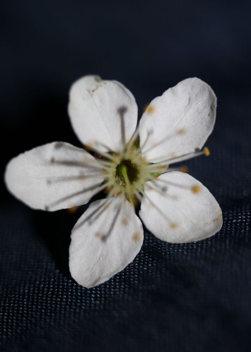 'Prunus flower Rosaceae' Poster, picture, metal print, paint by ...