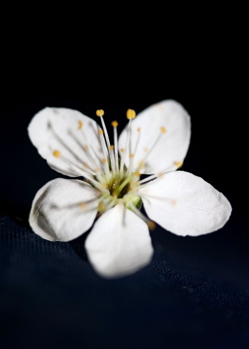 'Prunus spinosa Rosaceae' Poster, picture, metal print, paint by ...