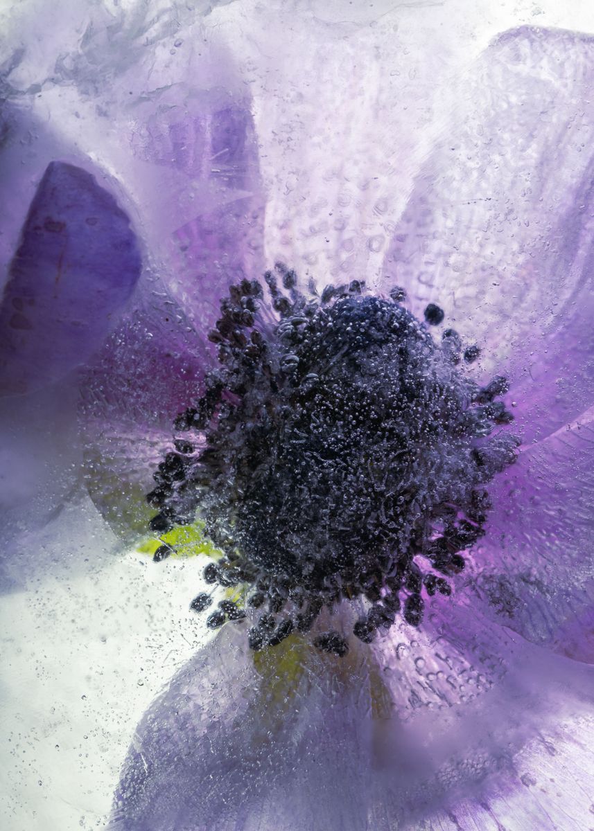 'Anemone in ice 3' Poster, picture, metal print, paint by Marc ...