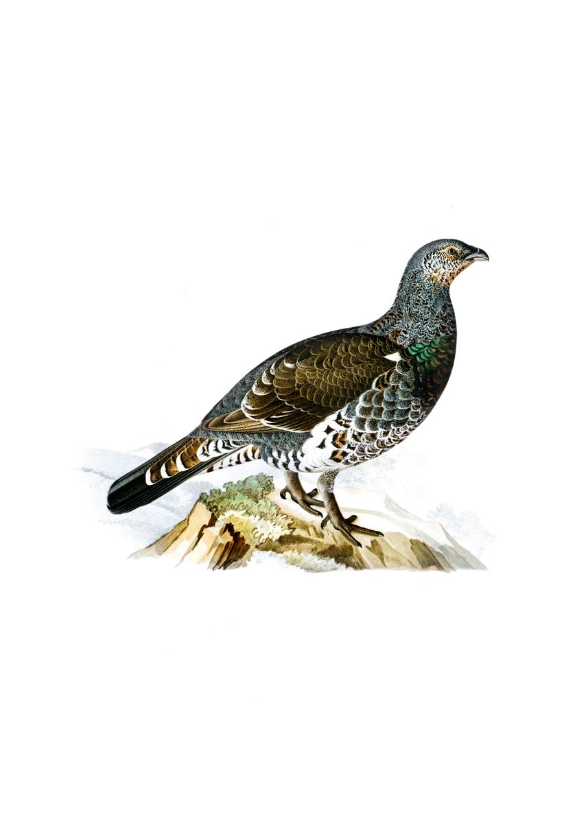'Western Capercaillie Bird' Poster, picture, metal print, paint by Holy ...