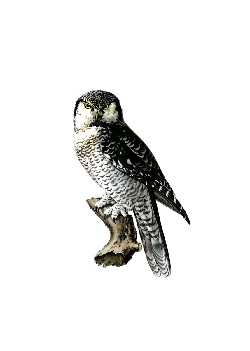 'Northern Hawk Owl Bird' Poster, picture, metal print, paint by Holy ...
