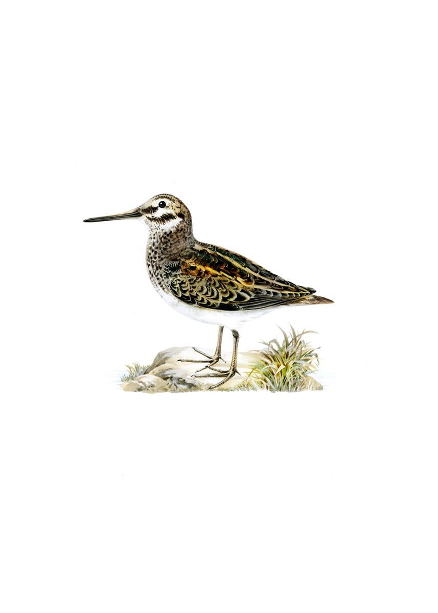 'Vintage Jack Snipe Bird' Poster, picture, metal print, paint by Holy ...