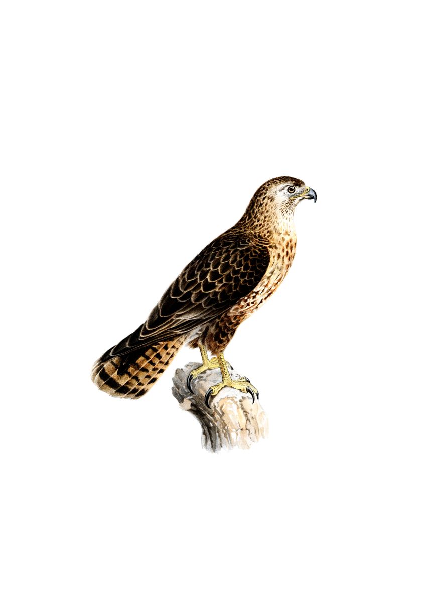 'Common Buzzard Bird' Poster, picture, metal print, paint by Holy Rock ...