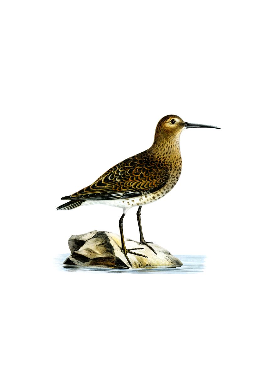 'Vintage Dunlin Bird' Poster, picture, metal print, paint by Holy Rock ...