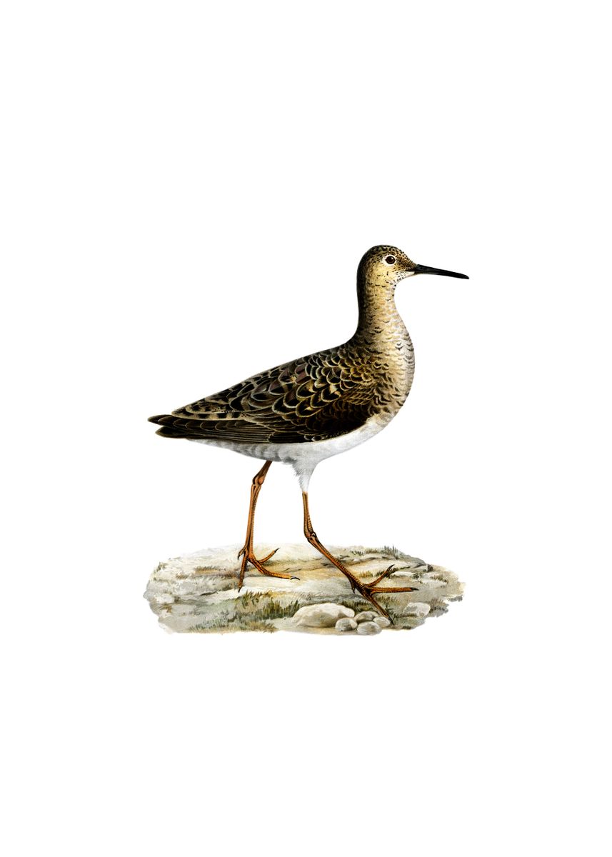 'Vintage Ruff Bird' Poster, picture, metal print, paint by Holy Rock ...