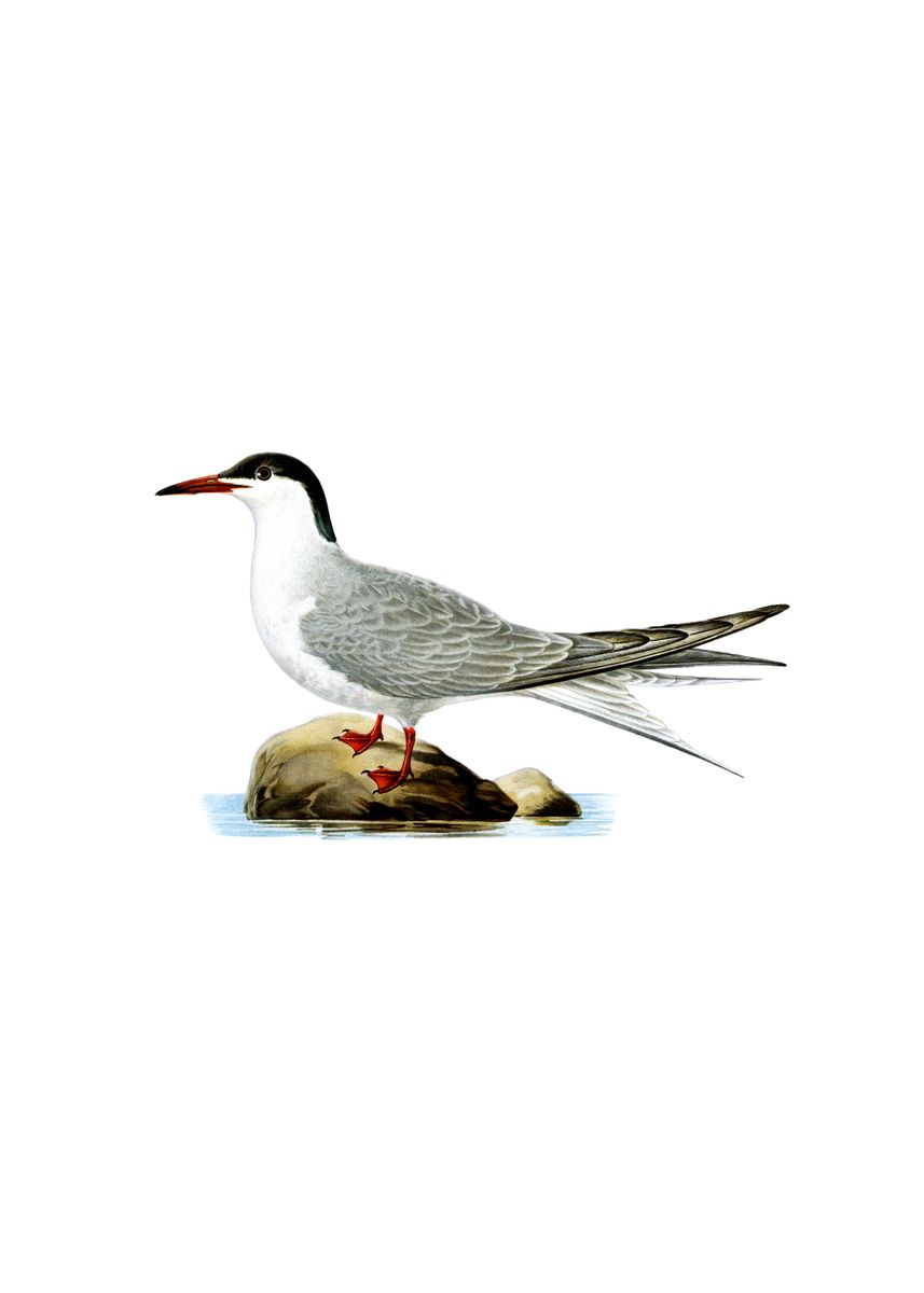 'Vintage Common Tern Bird' Poster, picture, metal print, paint by Holy ...