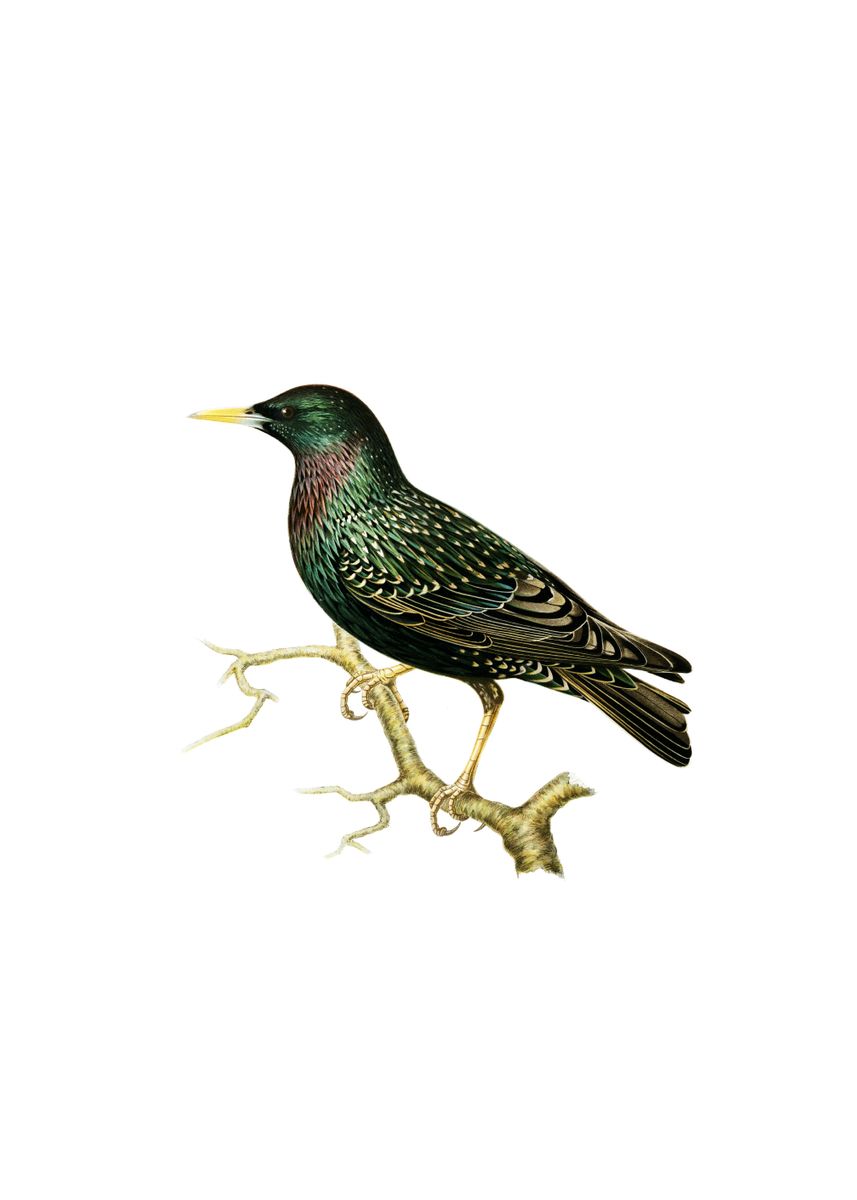 'Vintage European Starling' Poster, picture, metal print, paint by Holy ...