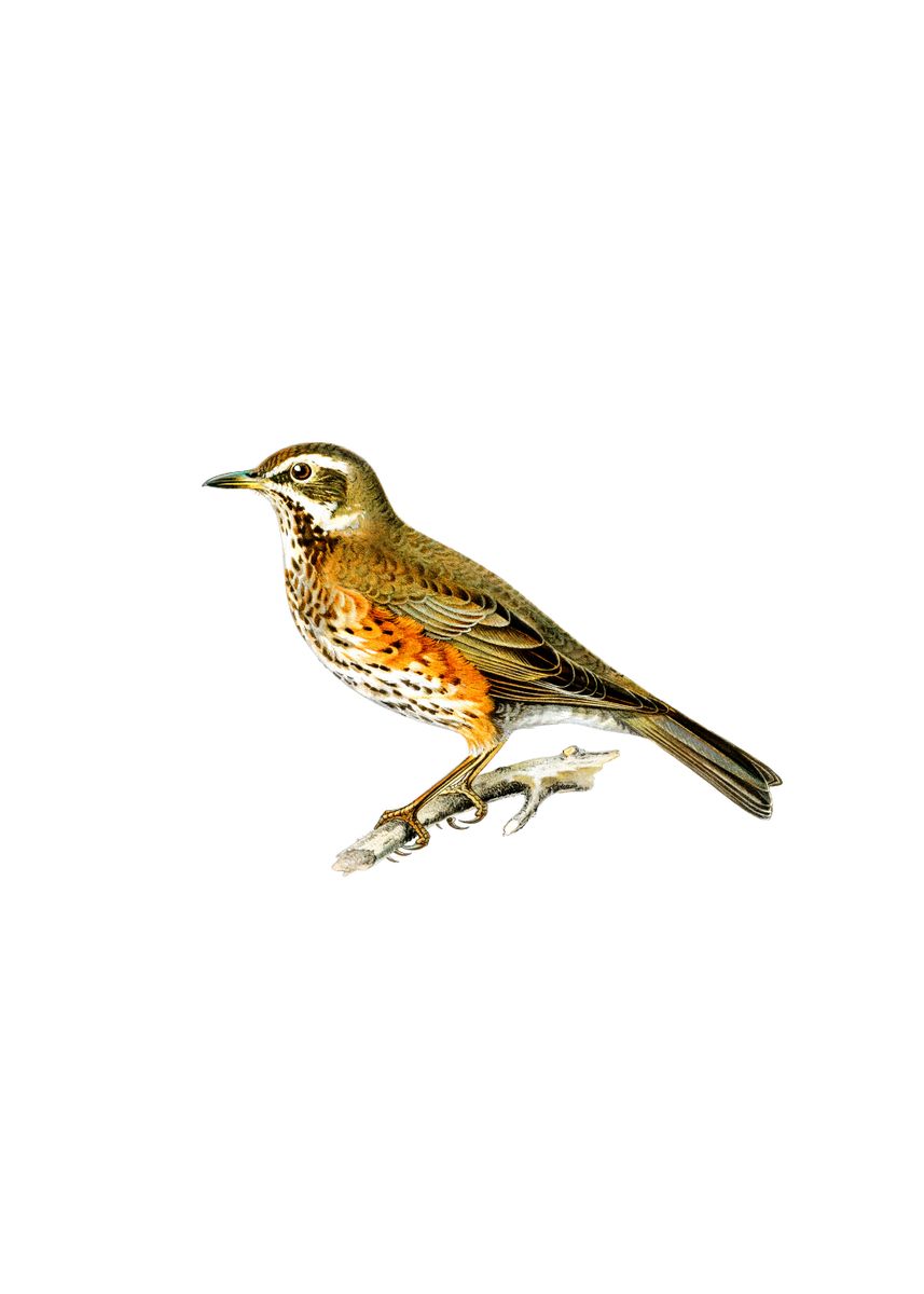 'Vintage Redwing Thrush' Poster, picture, metal print, paint by Holy ...