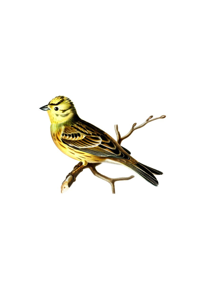 'Vintage Yellowhammer Bird' Poster, picture, metal print, paint by Holy ...