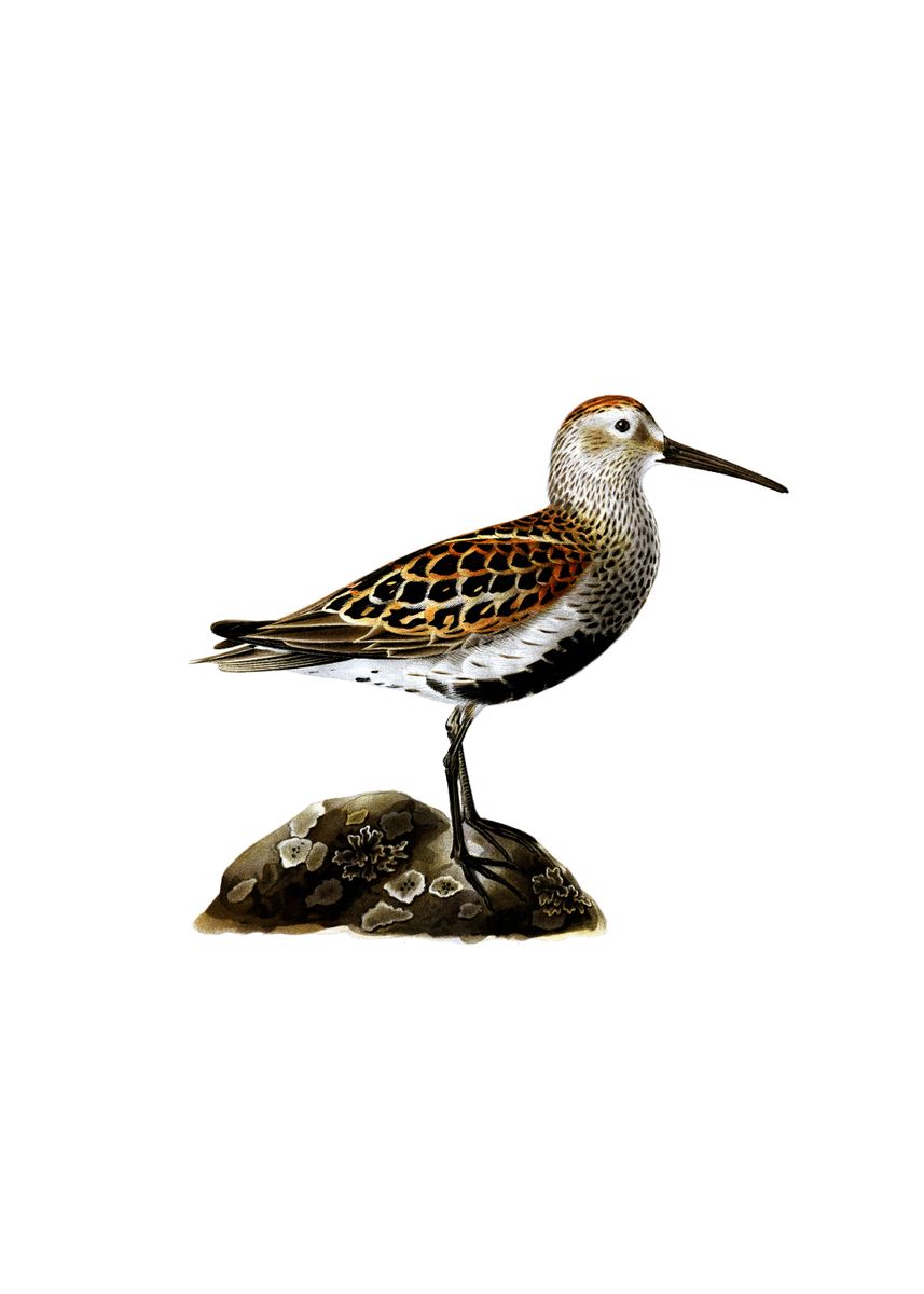 'Vintage Dunlin Bird' Poster, picture, metal print, paint by Holy Rock ...