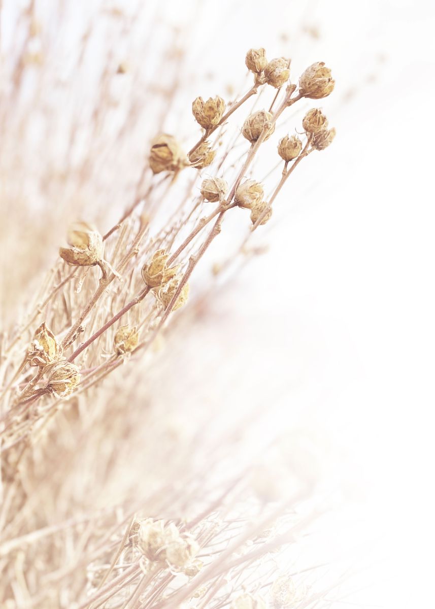 'Beige Plants' Poster, picture, metal print, paint by Mabelle Elise ...