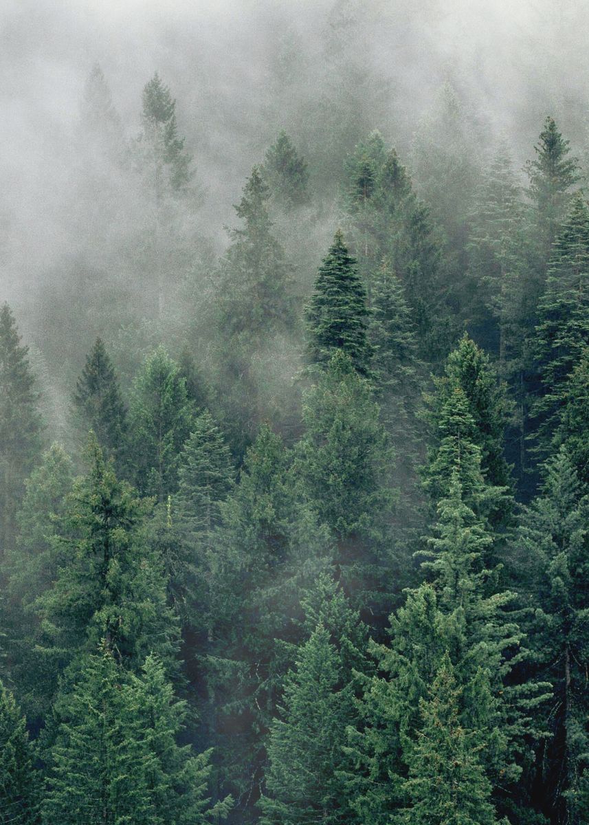 'Forest Vibe' Poster by Haus and Hues | Displate