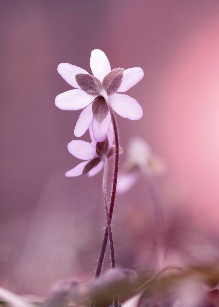 'Floral composition' Poster by Mycatherina | Displate