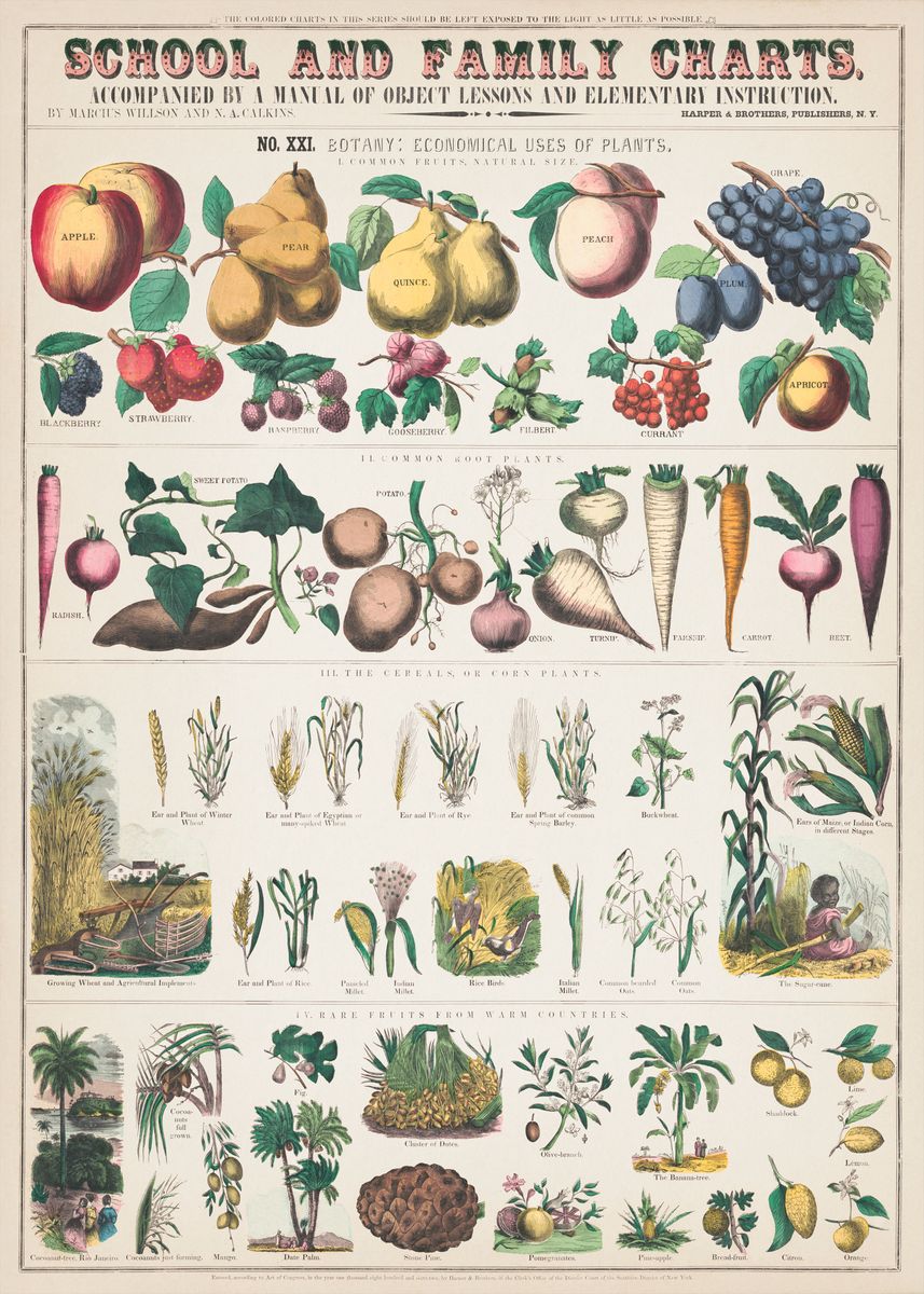 'Economical uses of plants' Poster, picture, metal print, paint by ...