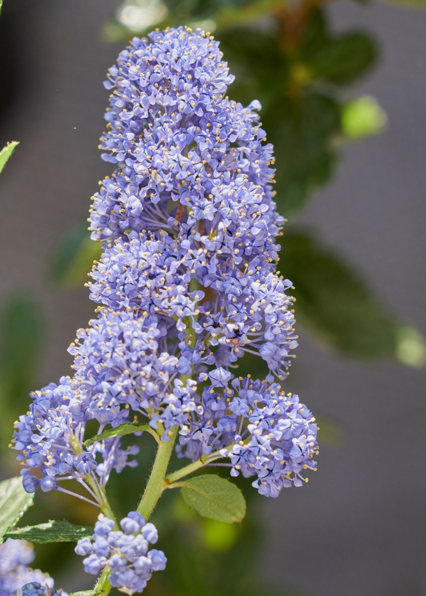 'flower in bloom in the gar' Poster by Ornella Bonomini | Displate