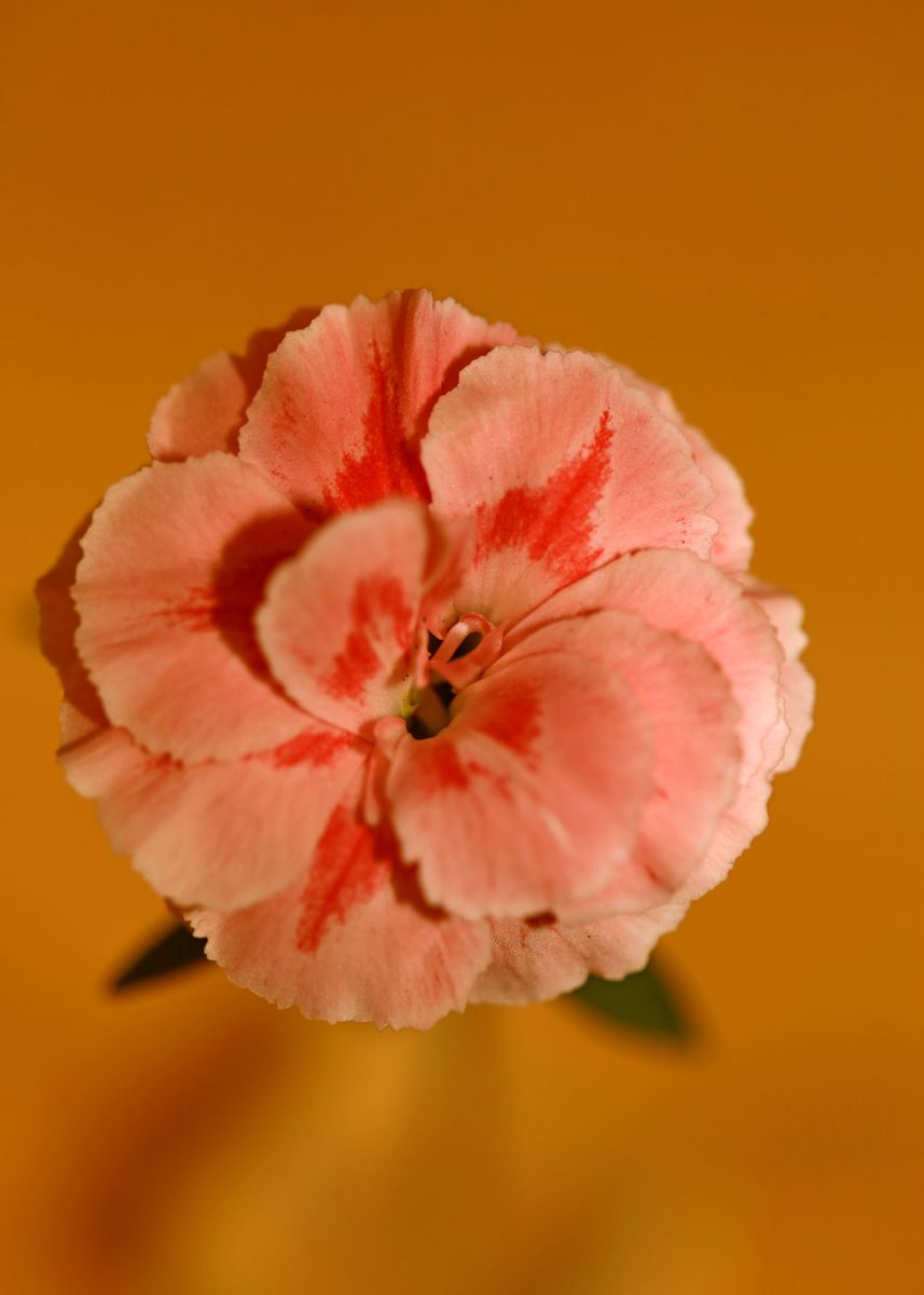 'Dianthus flower macro' Poster, picture, metal print, paint by ...