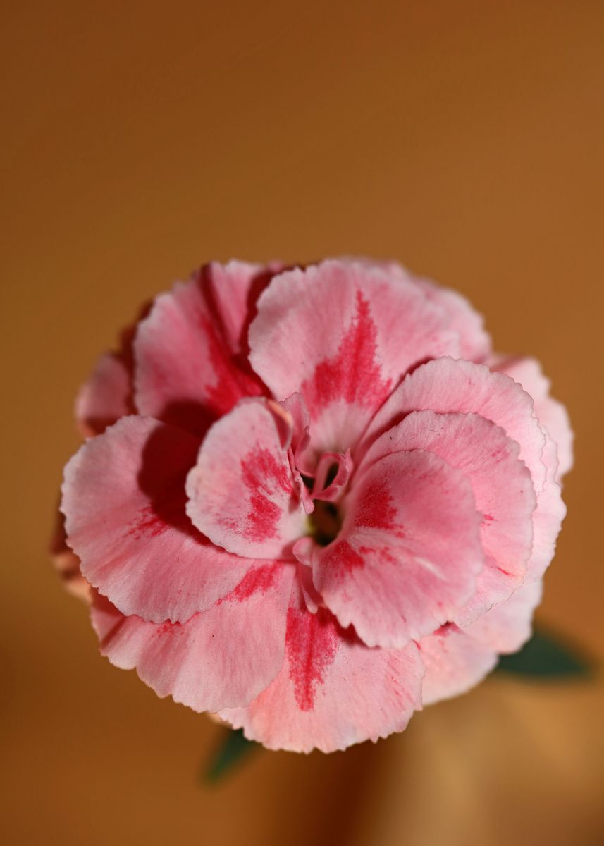 'Dianthus flower macro' Poster, picture, metal print, paint by ...