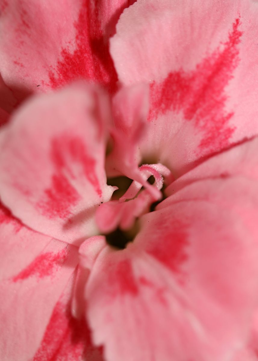 'Dianthus flower macro' Poster, picture, metal print, paint by ...
