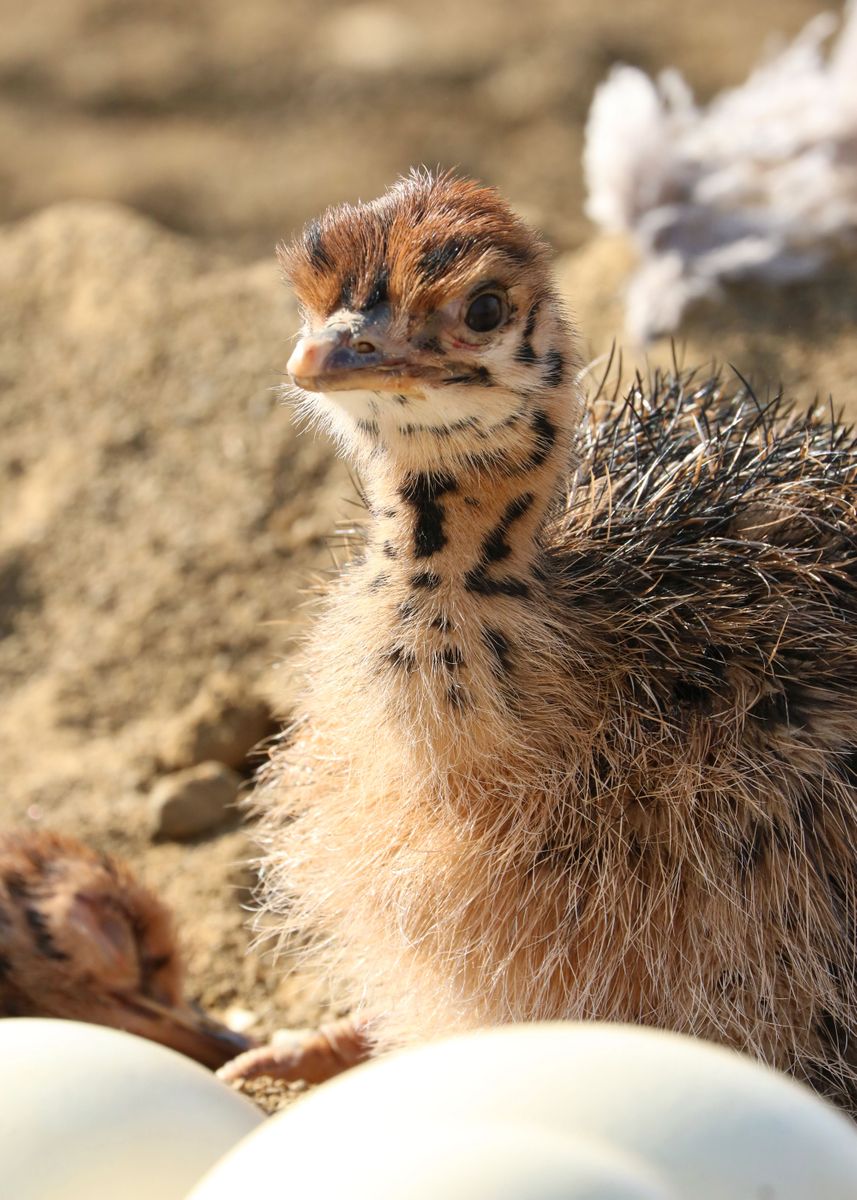 'Ostrich Baby in the nest 1' Poster, picture, metal print, paint by ...
