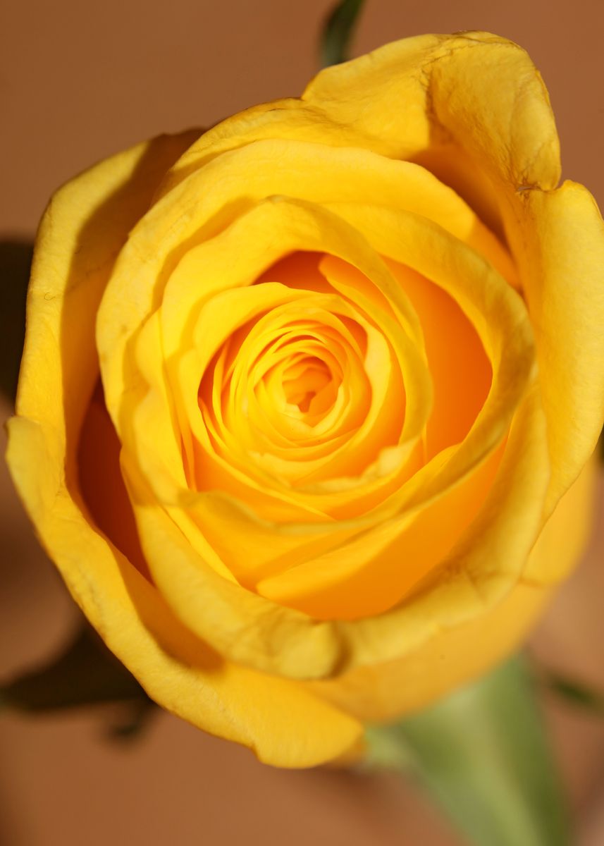 'Yellow rosa flower macro' Poster, picture, metal print, paint by ...