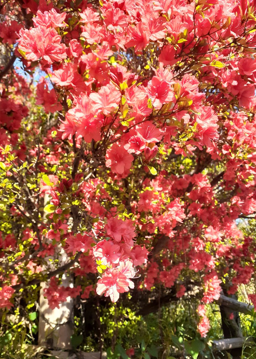 'beautiful Kanhizakura' Poster, picture, metal print, paint by japan ...