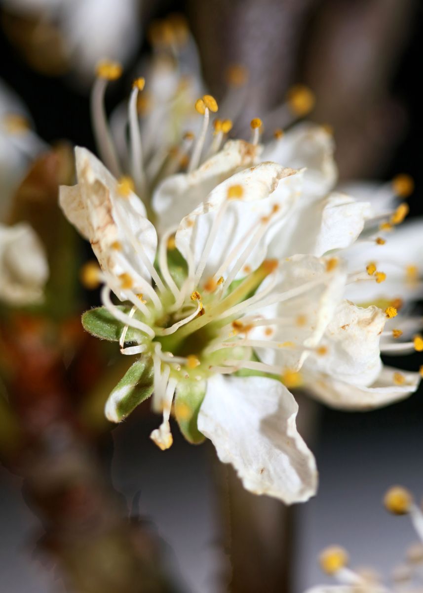 'Prunus avium flower macro' Poster by BakalaeroZz Photography | Displate