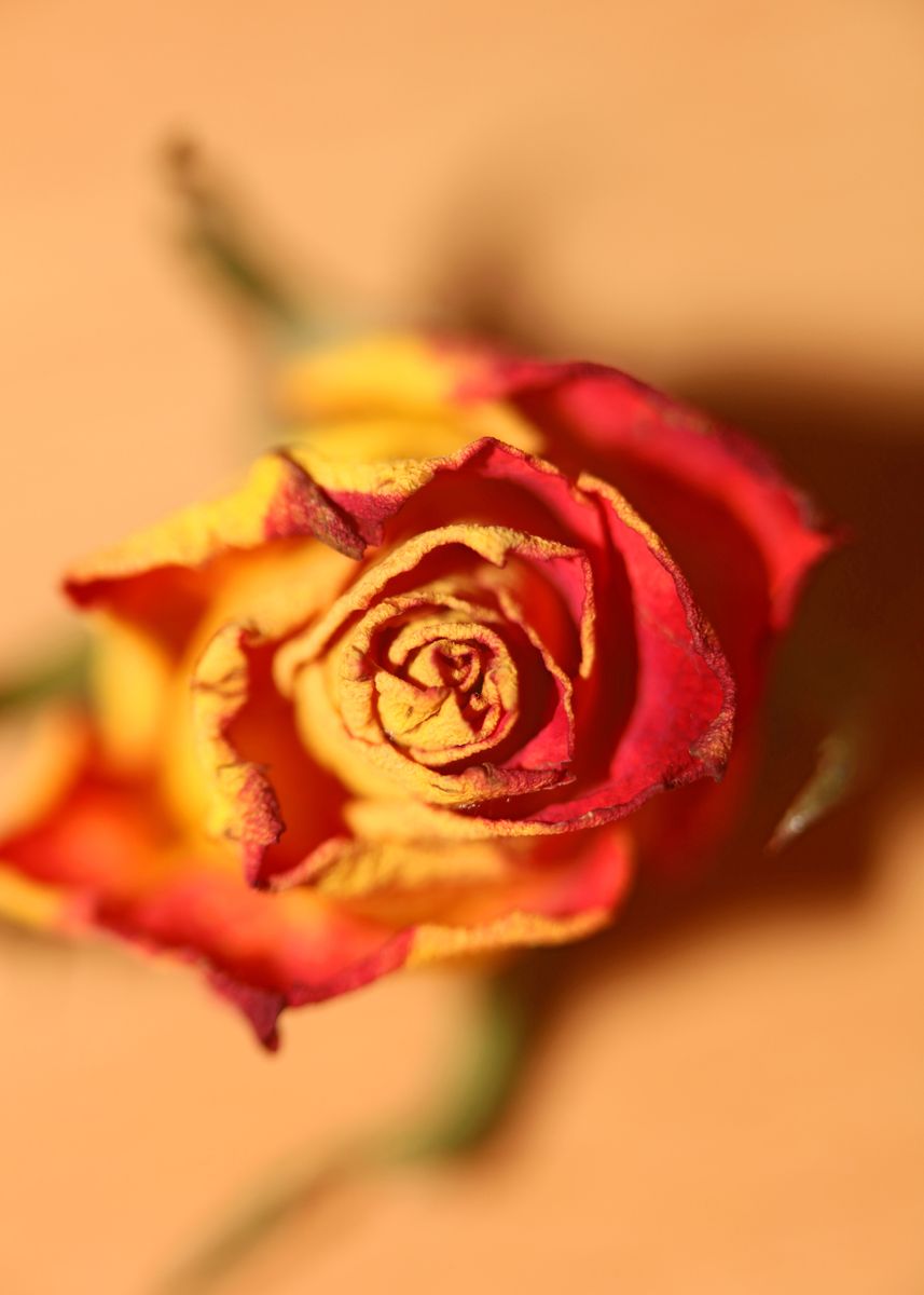 'Rosa flower rosaceae macro' Poster, picture, metal print, paint by ...