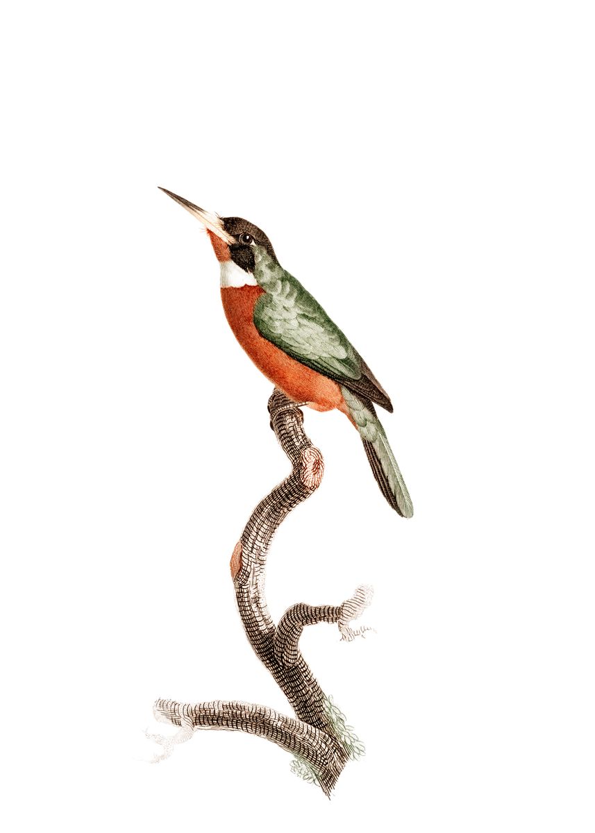 'Yellow Billed Jacamar Bird' Poster, picture, metal print, paint by ...