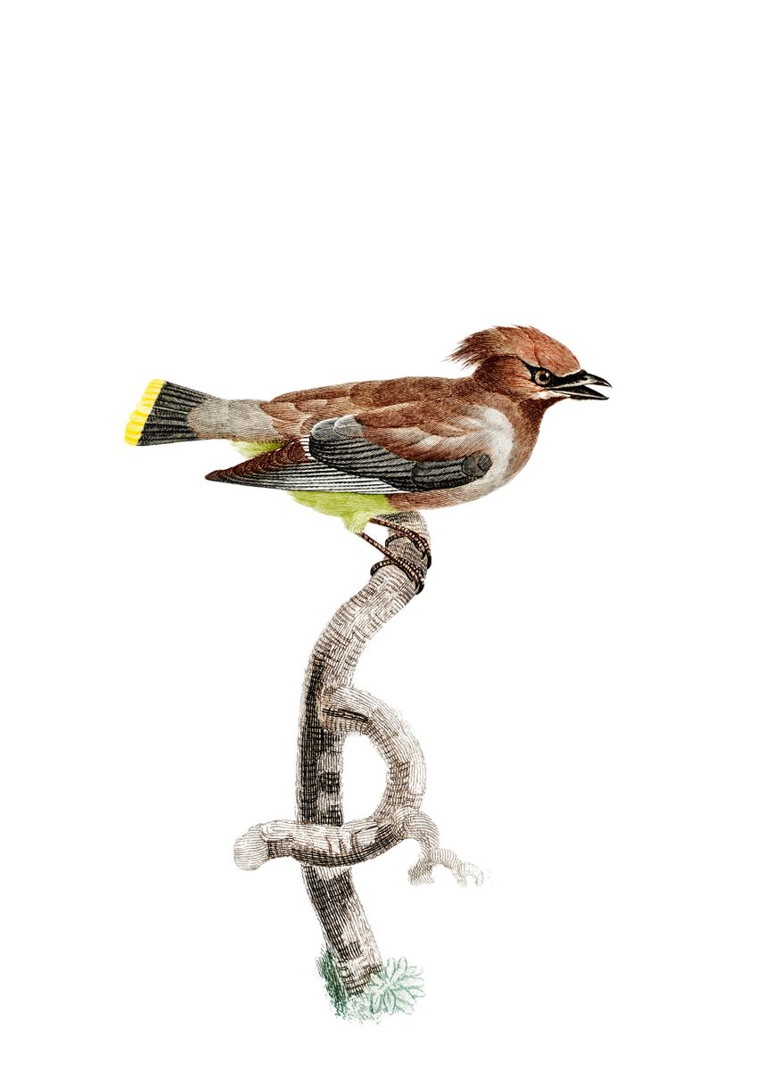 'Vintage Little Jay Bird' Poster, picture, metal print, paint by Holy ...