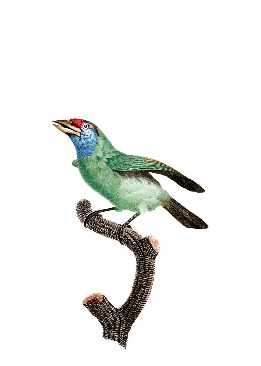 'Blue Throated Bee Eater' Poster, picture, metal print, paint by Holy ...