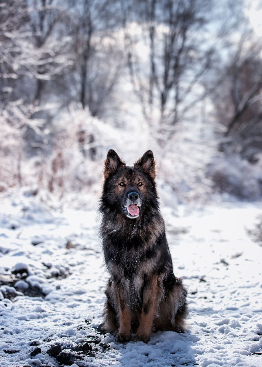 'Dog, portrait, pet, winter' Poster by anettastar | Displate