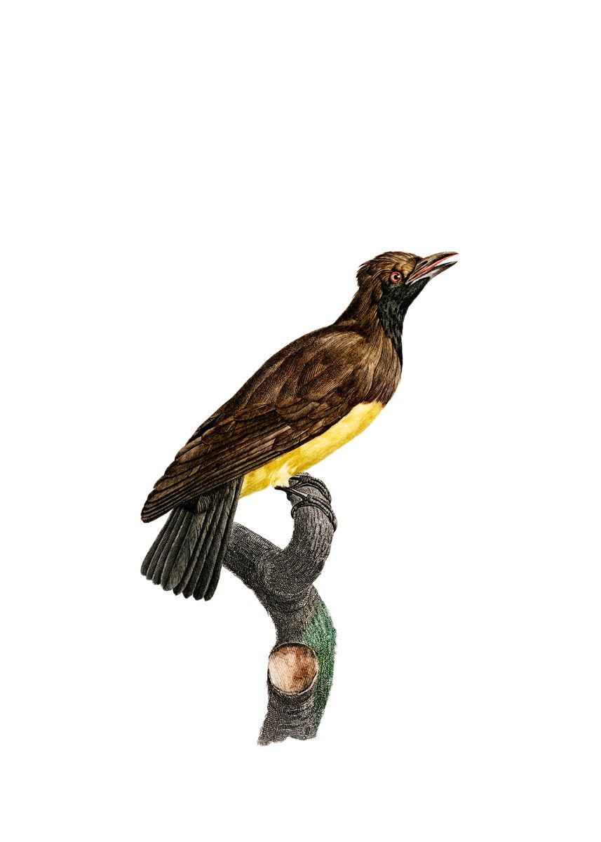 'Vintage Paradise Crow Bird' Poster, picture, metal print, paint by ...