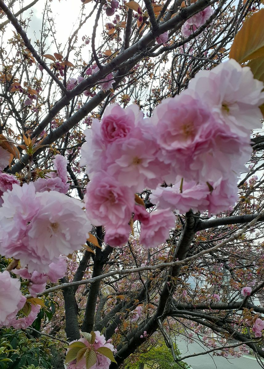 'sakura time in japan' Poster, picture, metal print, paint by japan luv ...