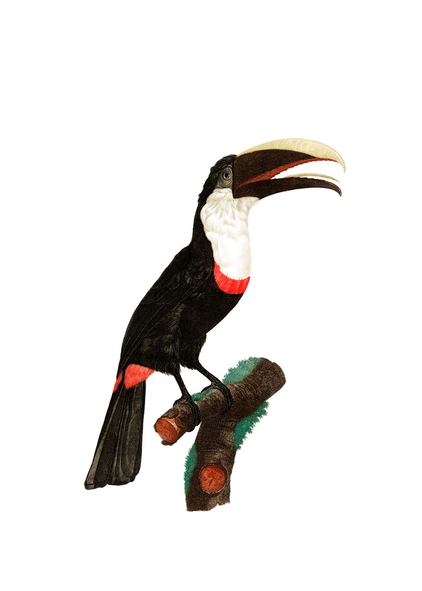 'Vintage Toco Toucan Bird' Poster, picture, metal print, paint by Holy ...
