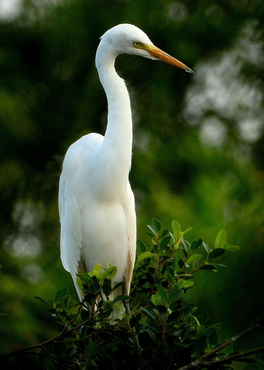 'Perched gracefully ' Poster by Stephen Bredenkamp | Displate