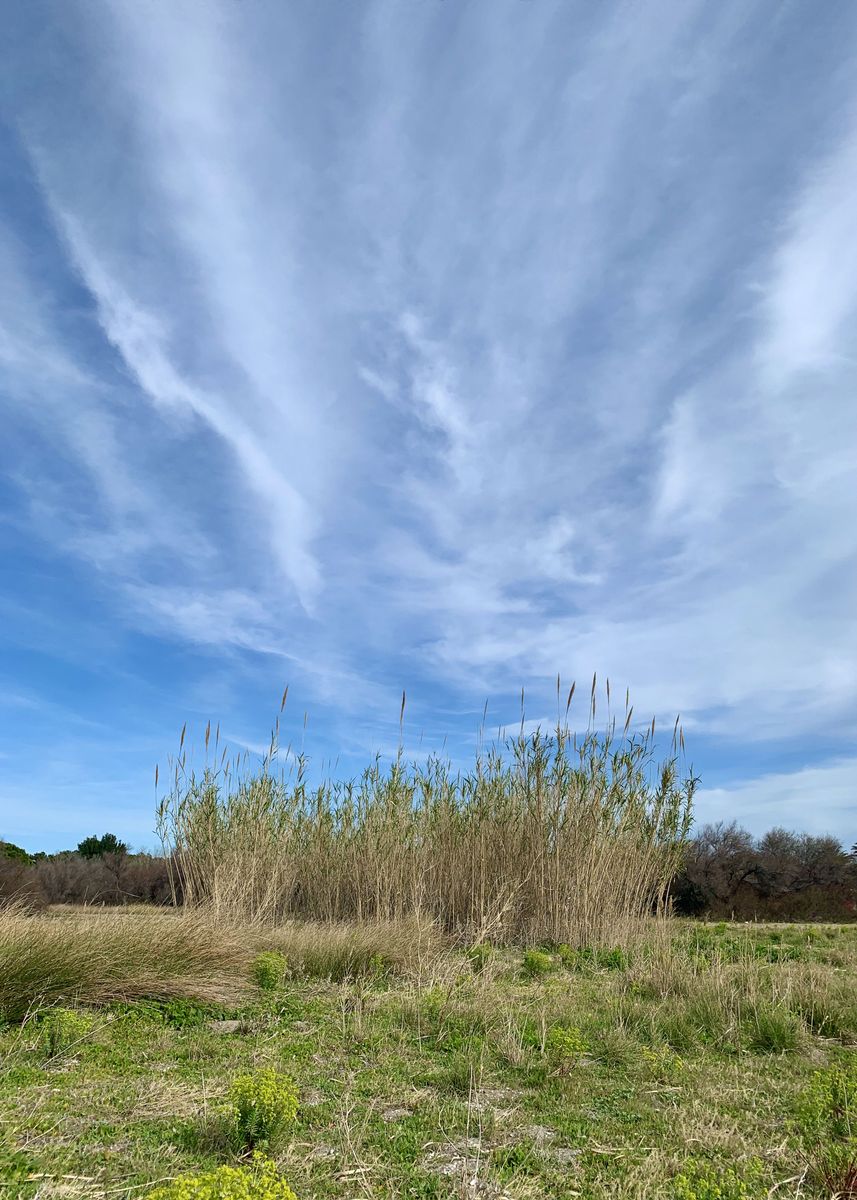 'Field of Reeds 2' Poster by Dominique and Dejan I Bluewave Studio ...
