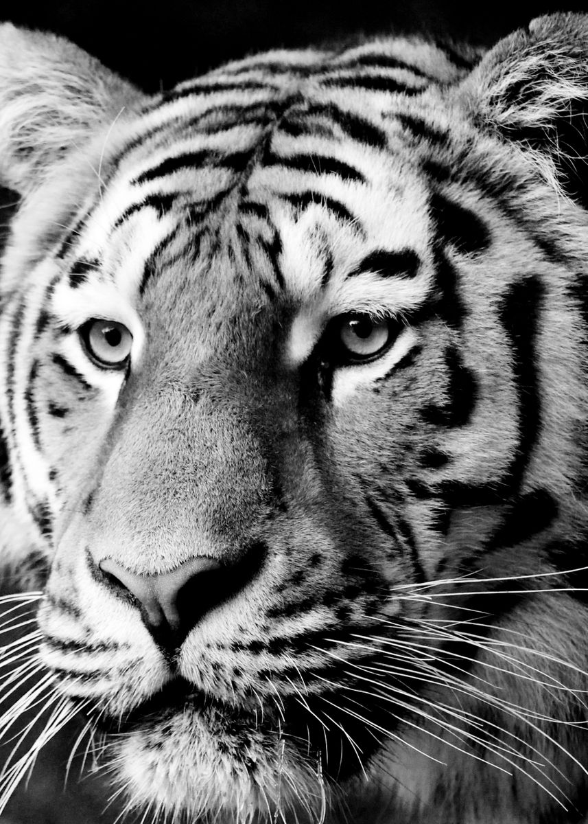 'Tiger face portrait' Poster, picture, metal print, paint by Barbara ...