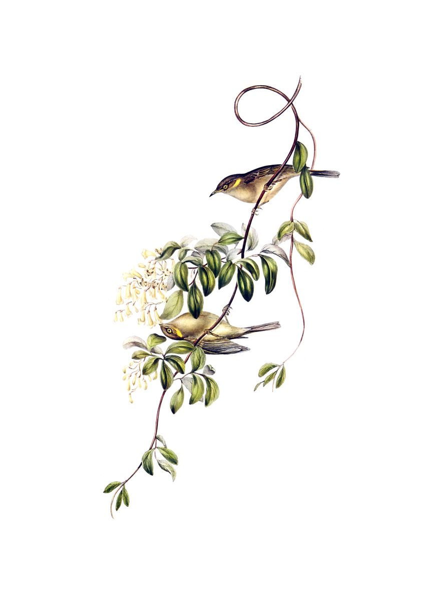 'Fuscous Honeyeater Bird' Poster, picture, metal print, paint by Holy ...