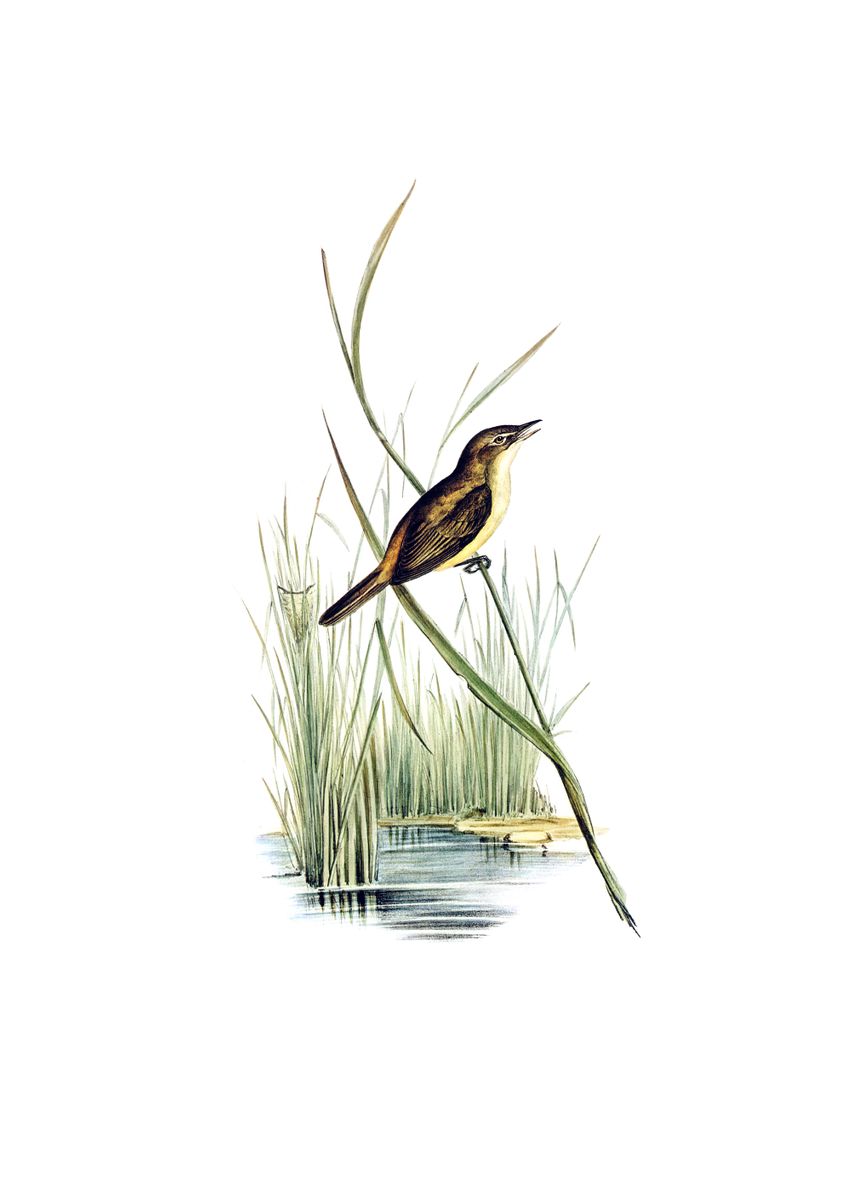 'Vintage Reed Warbler Bird' Poster, picture, metal print, paint by Holy ...