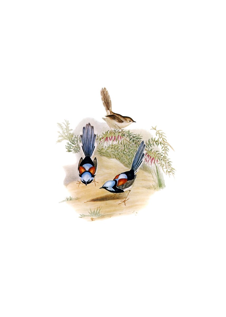 'Vintage Lovely Wren Bird' Poster by Holy Rock Design | Displate