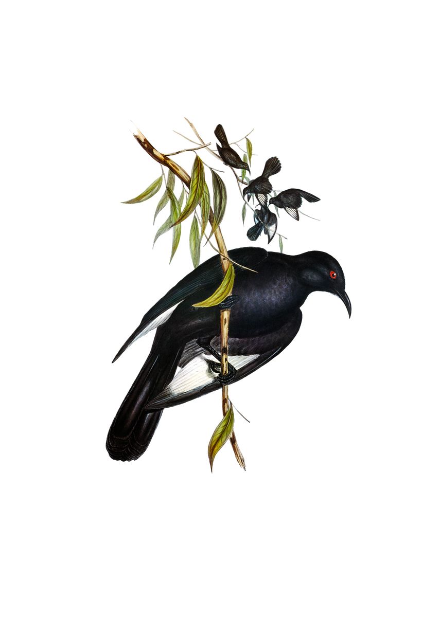 'White Winged Chough Bird' Poster, picture, metal print, paint by Holy ...