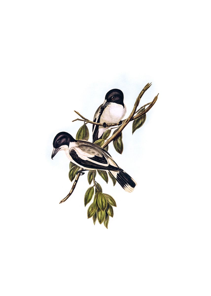'Silvery Back Butcher Bird' Poster, picture, metal print, paint by Holy ...