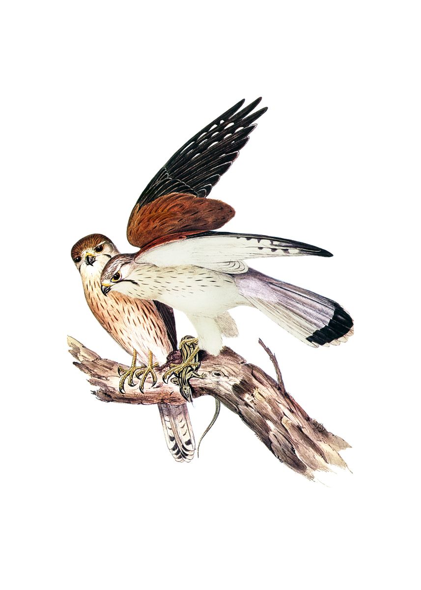 'Nankeen Kestril Bird' Poster, picture, metal print, paint by Holy Rock ...