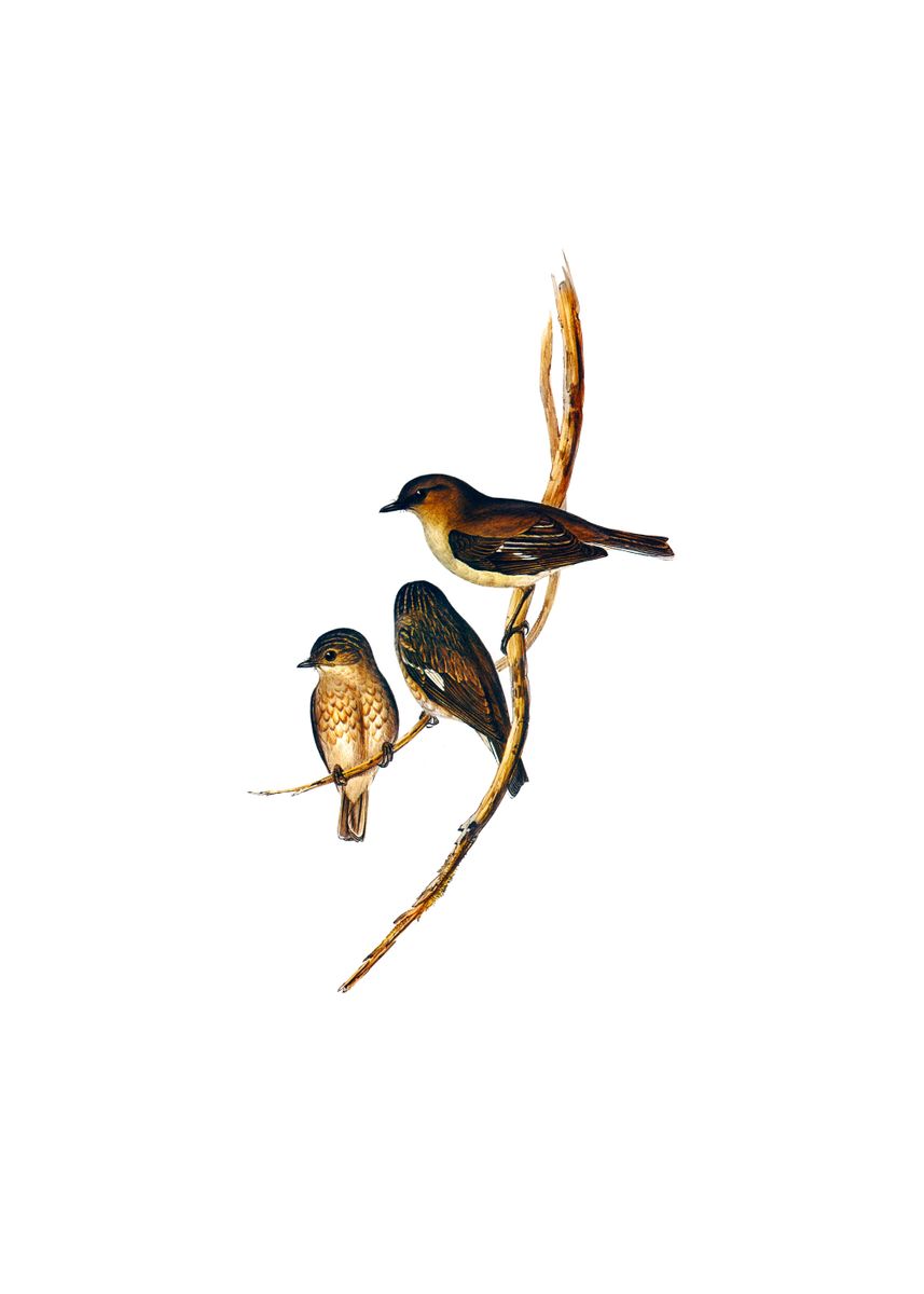'Vintage Dusky Robin Bird' Poster by Holy Rock Design | Displate