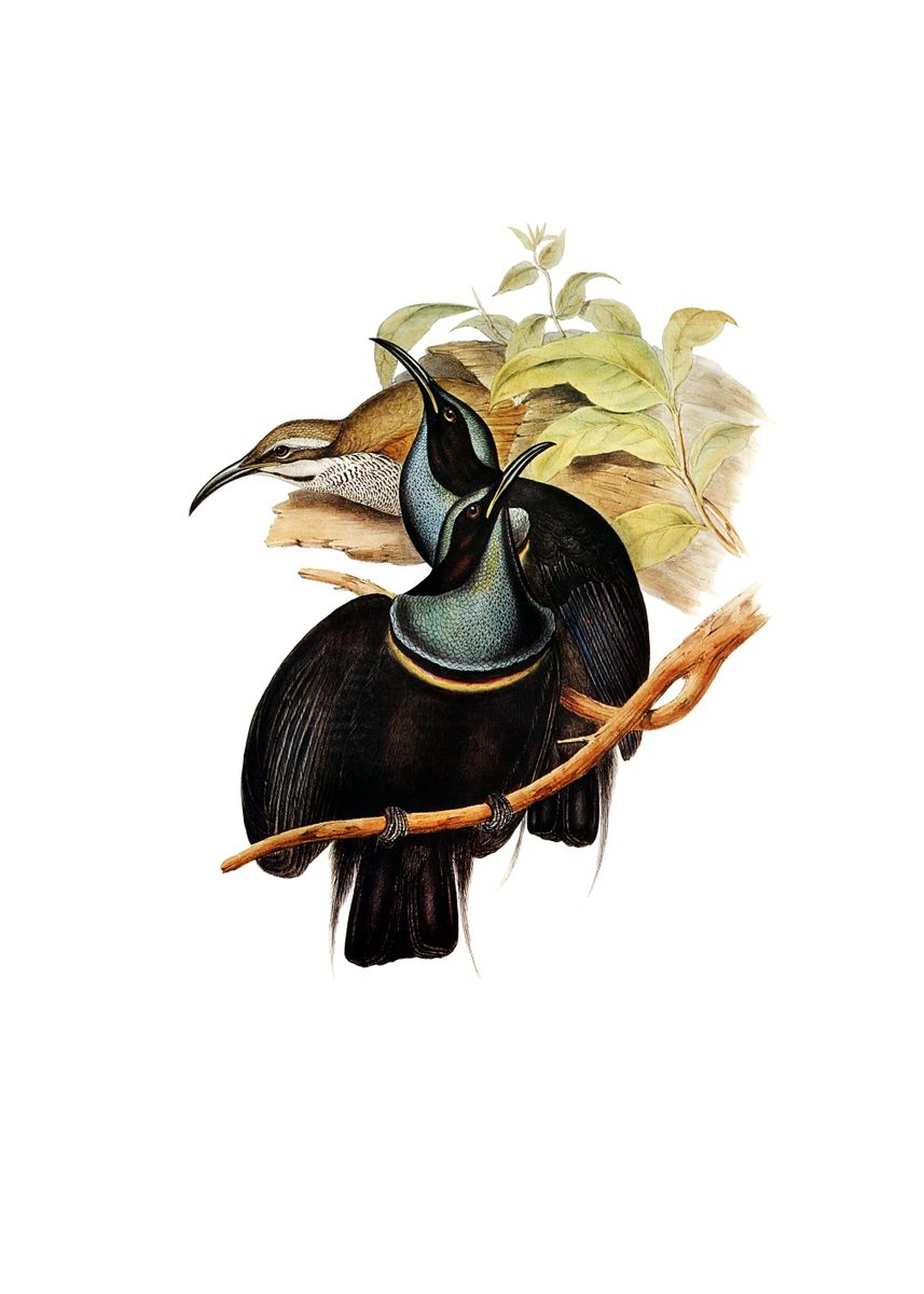 'Magnificent Rifle Bird' Poster, picture, metal print, paint by Holy ...